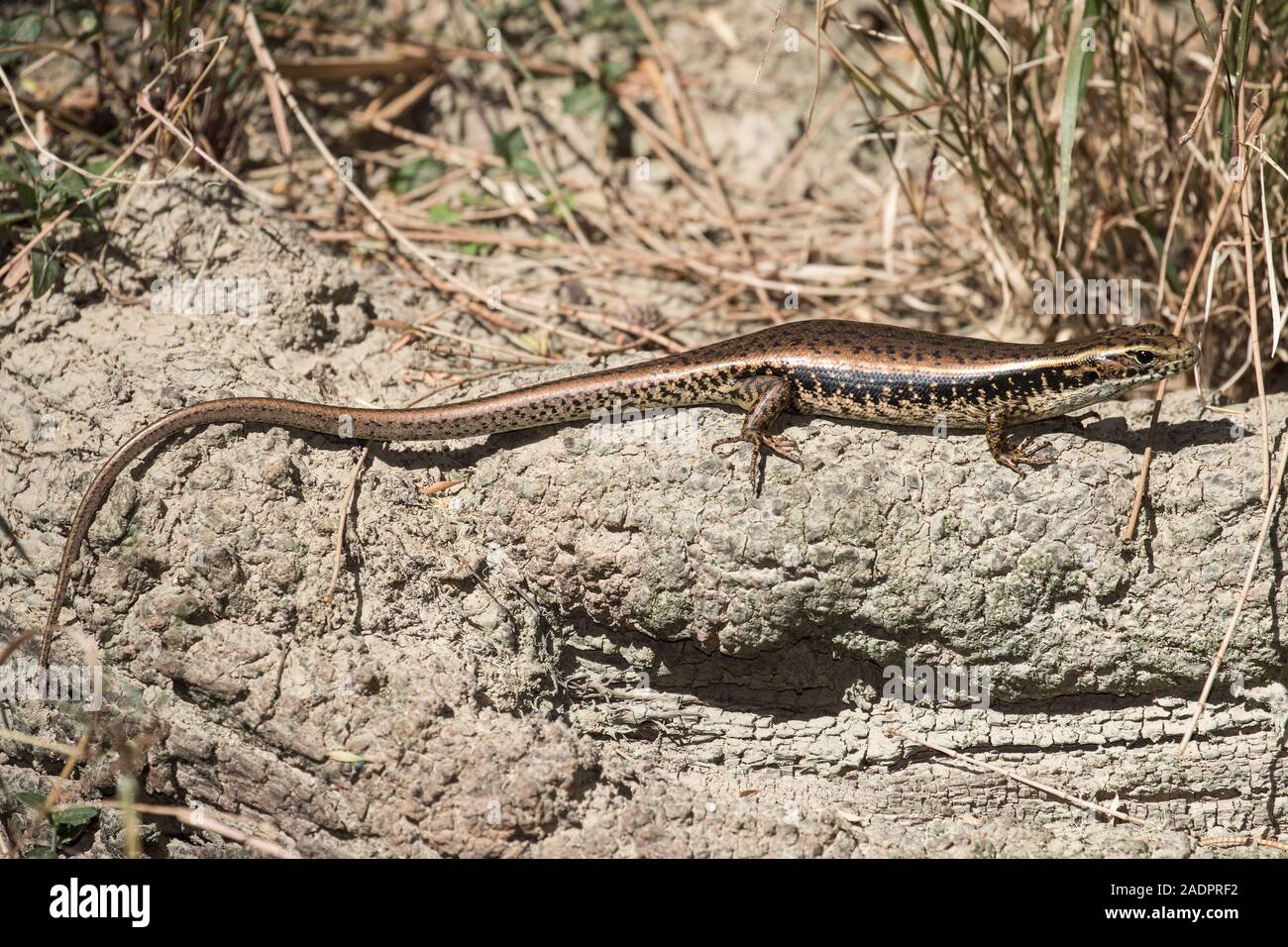 Gravid Eastern Water Skink Stock Photo - Alamy