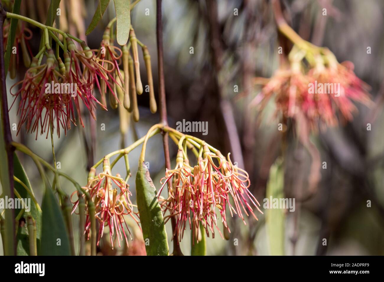 Australian Mistletoe plant in flower Stock Photo - Alamy