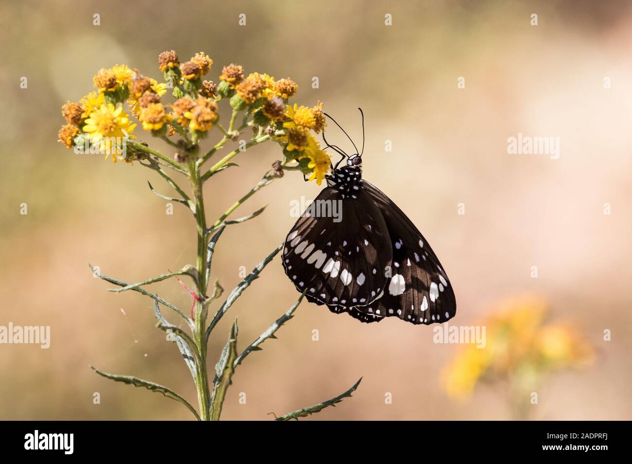 Common Crow Butterfly Stock Photo - Alamy