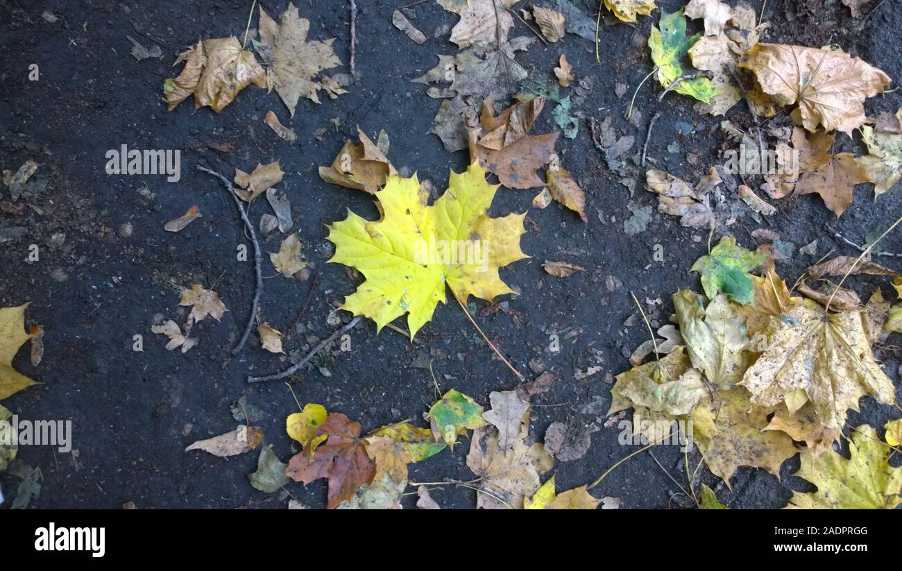 Fallen leaf hi-res stock photography and images - Alamy