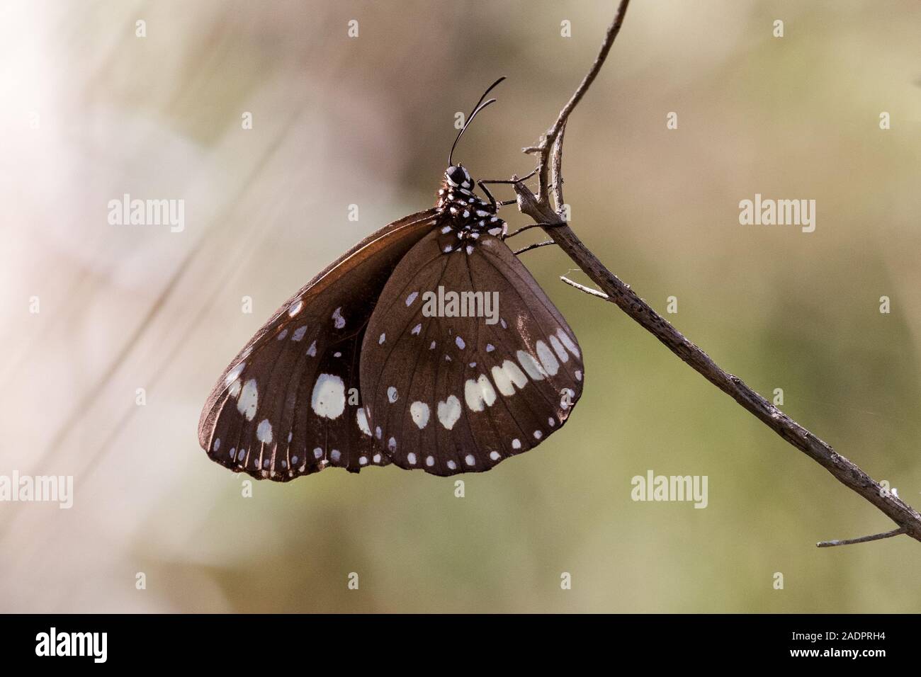 Common Crow Butterfly Stock Photo - Alamy