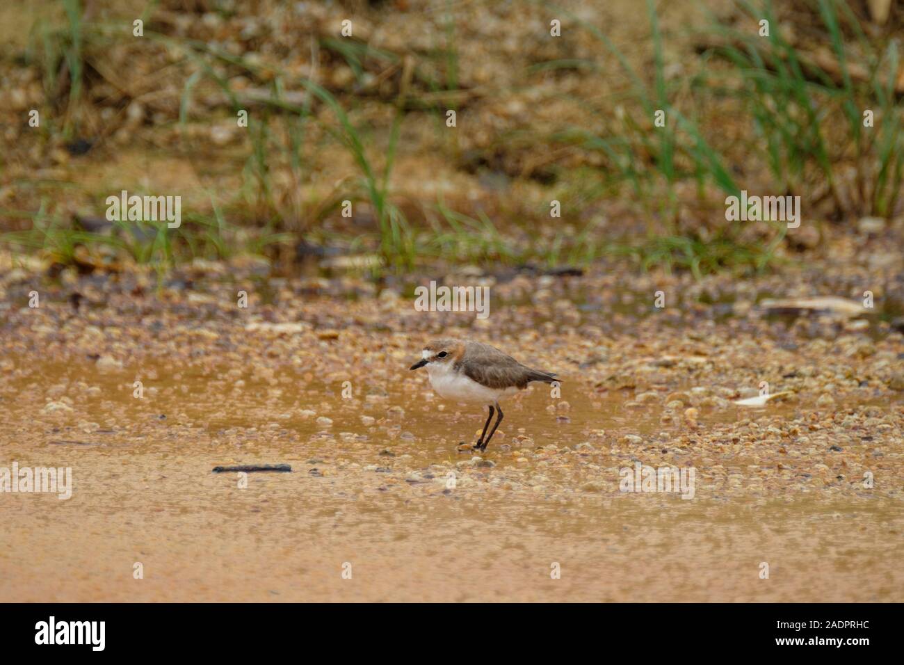 Red capped plover australia hi-res stock photography and images - Alamy