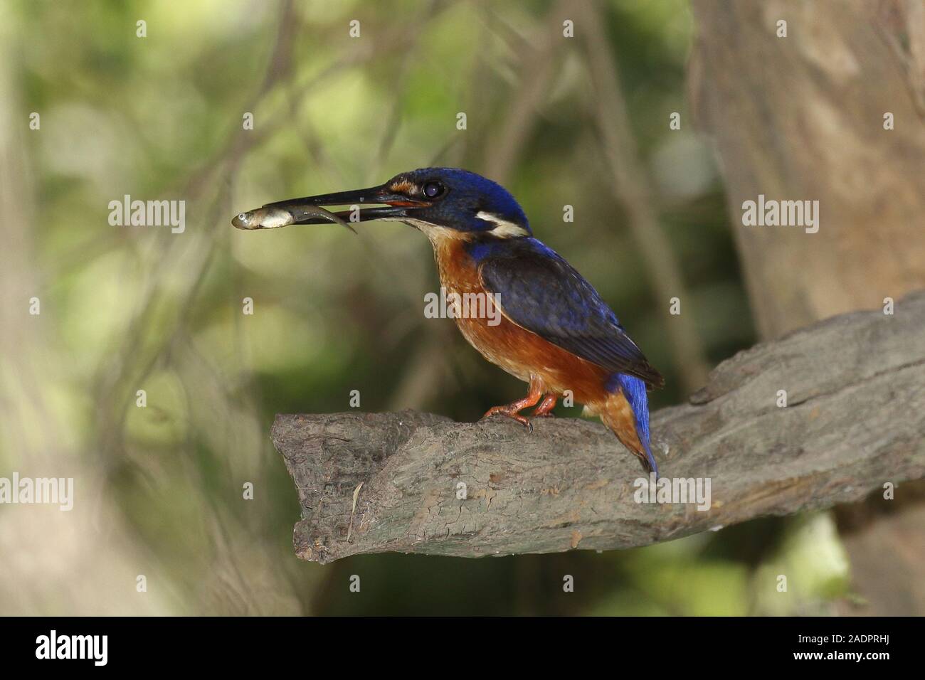 Azure Kingfisher catching Gambusia fish Stock Photo - Alamy
