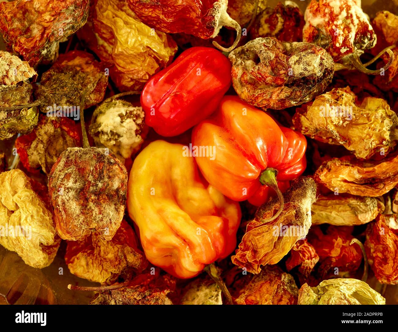 Dried and fresh Scotch Bonnet peppers still life food photograph Stock ...