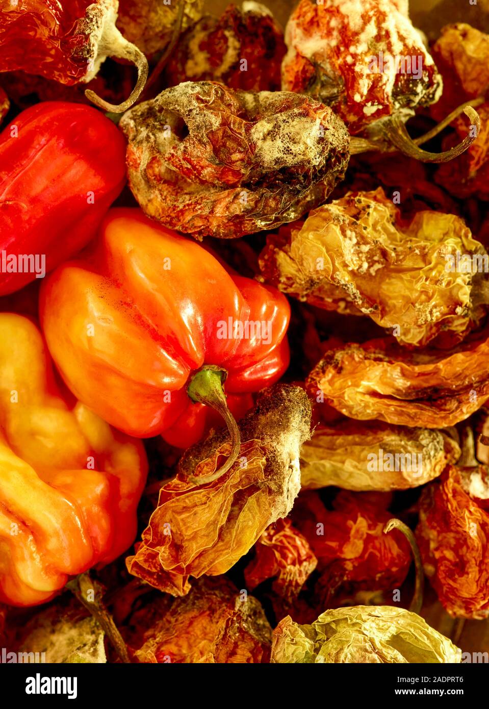 Dried and fresh Scotch Bonnet peppers still life food photograph Stock ...