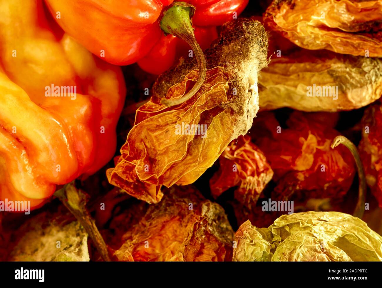 Dried and fresh Scotch Bonnet peppers still life food photograph Stock ...