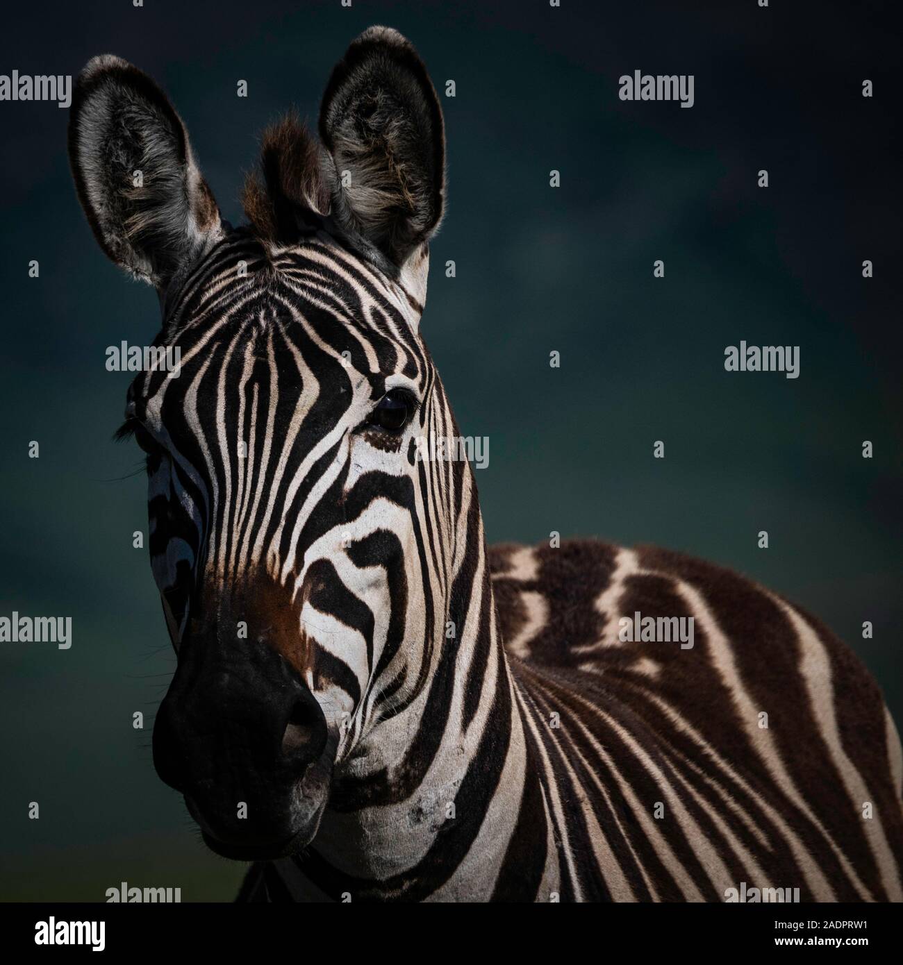 Portrait of zebra looking into the camera Stock Photo - Alamy