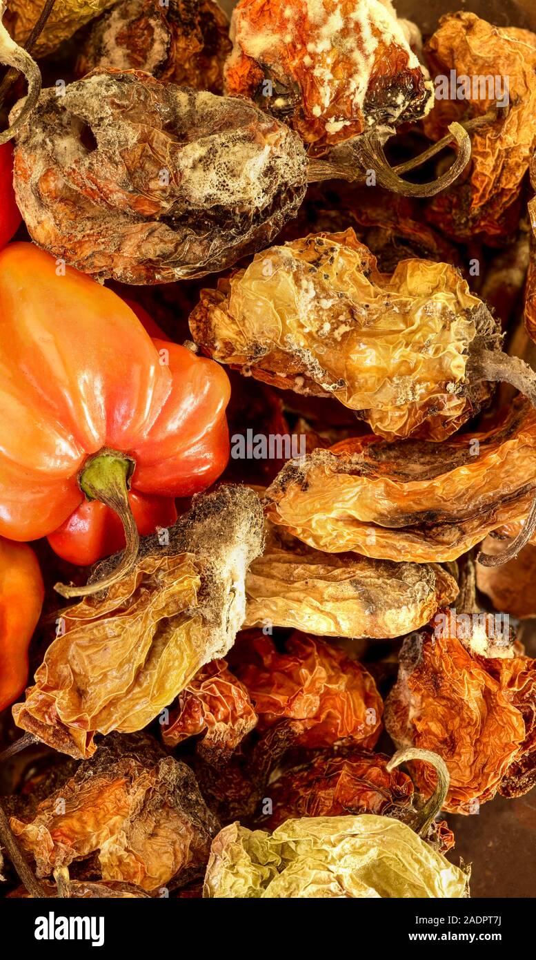 Dried and fresh Scotch Bonnet peppers still life food photograph Stock ...