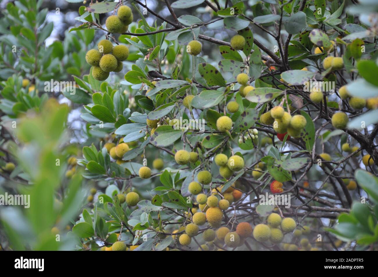 Irish strawberry tree hi-res stock photography and images - Alamy