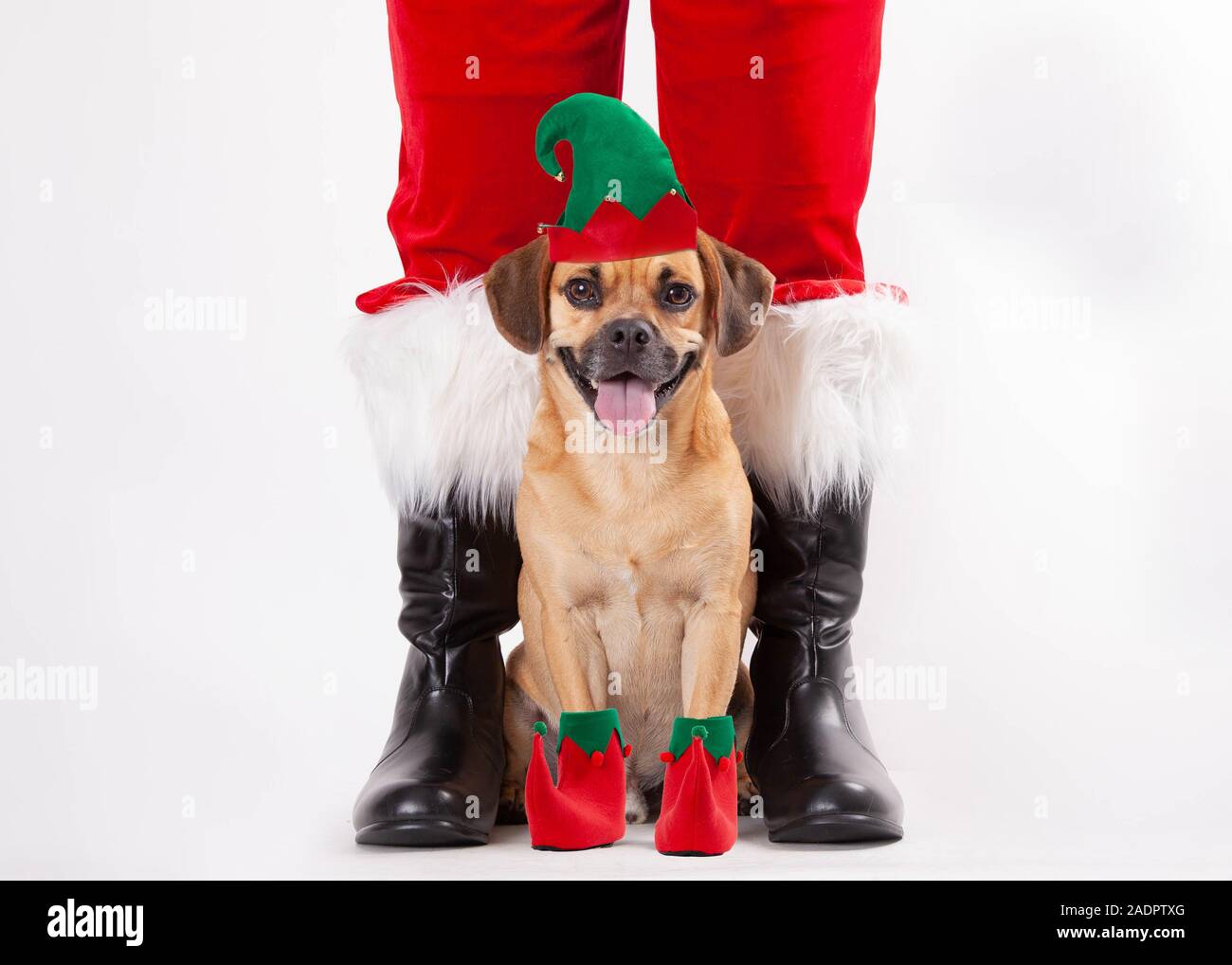 Dog dressed as an elf hi-res stock photography and images - Alamy