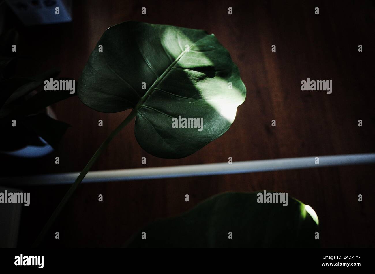 Monstera Sun High Resolution Stock Photography and Images - Alamy