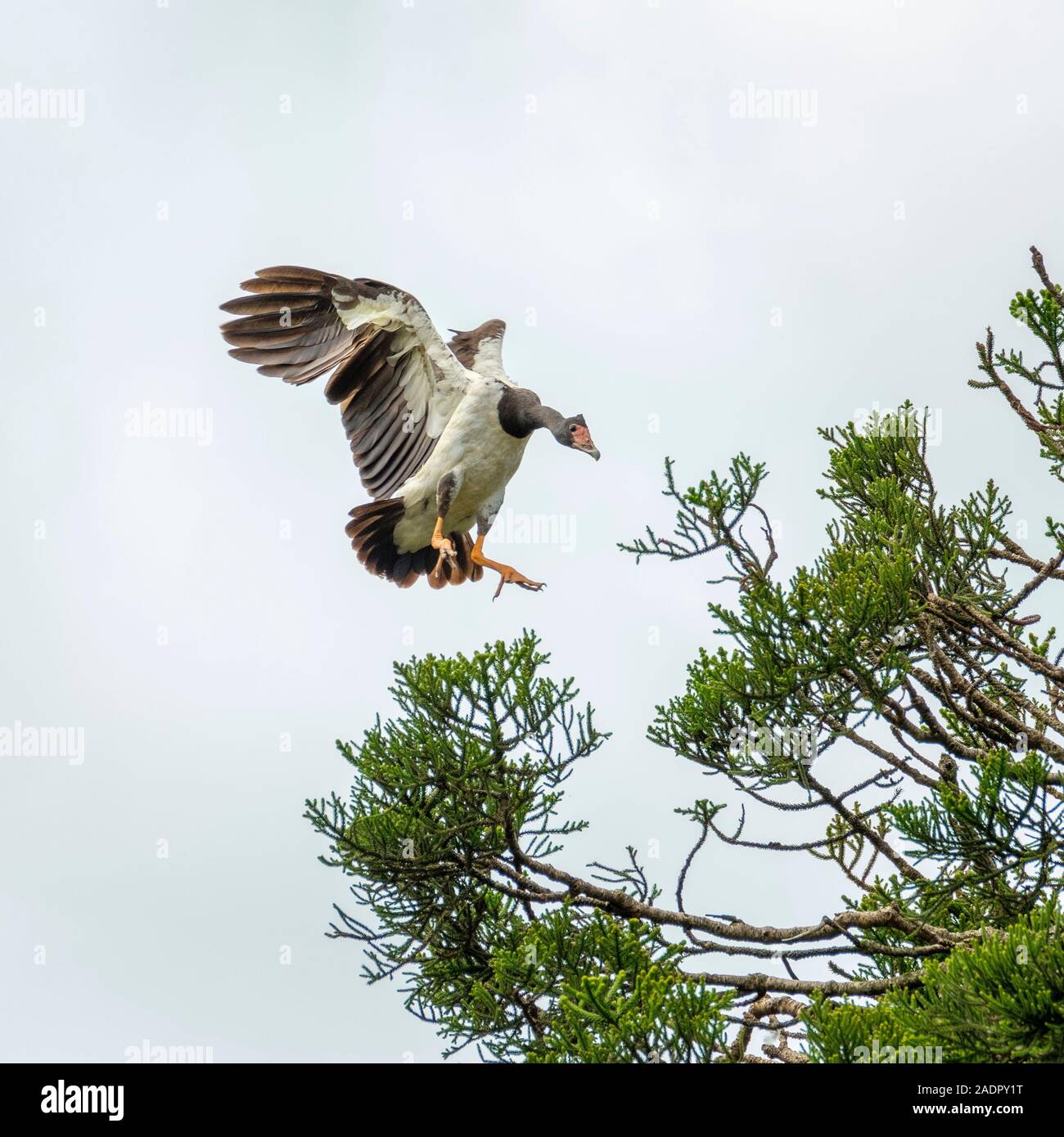 Magpie geese flying hi-res stock photography and images - Alamy