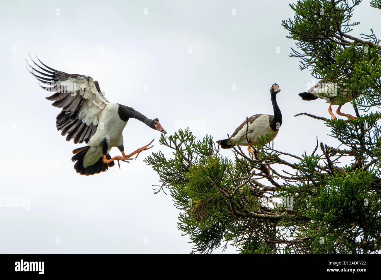 Magpie geese flying hi-res stock photography and images - Alamy
