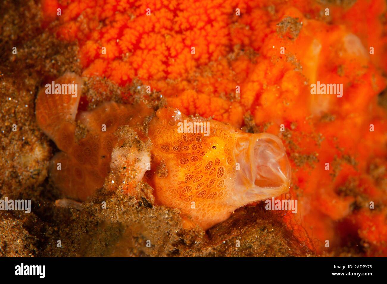 A Juvenile Painted Frogfish camouflaged alongside an orange sponge ...