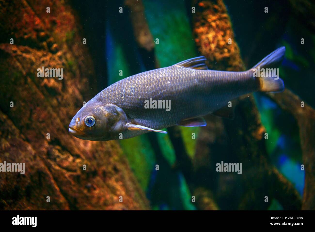 fish in transparent river water Stock Photo - Alamy