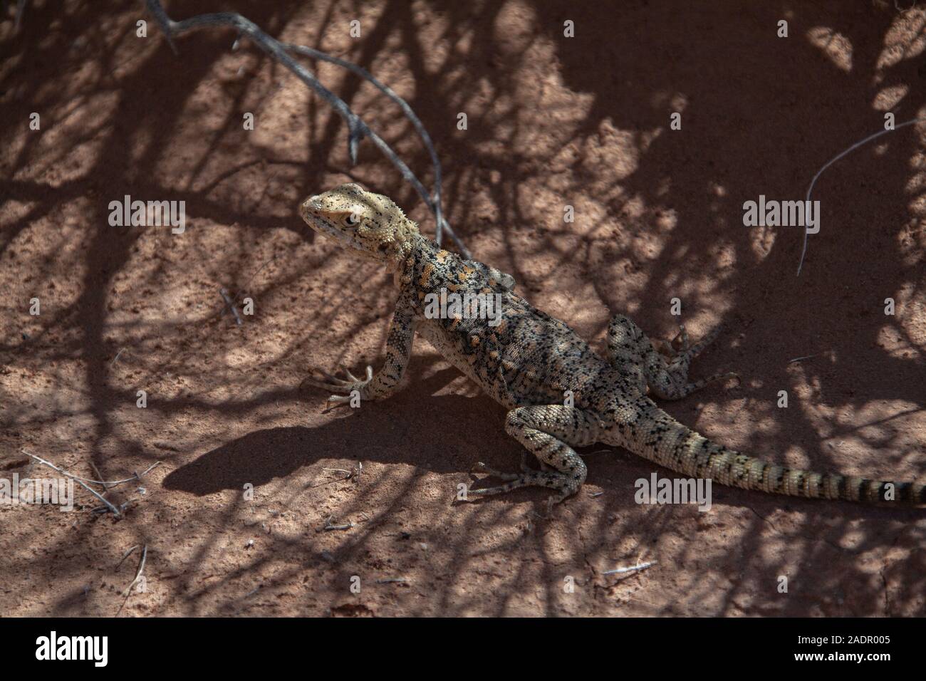 Lizard on gravel hi-res stock photography and images - Alamy