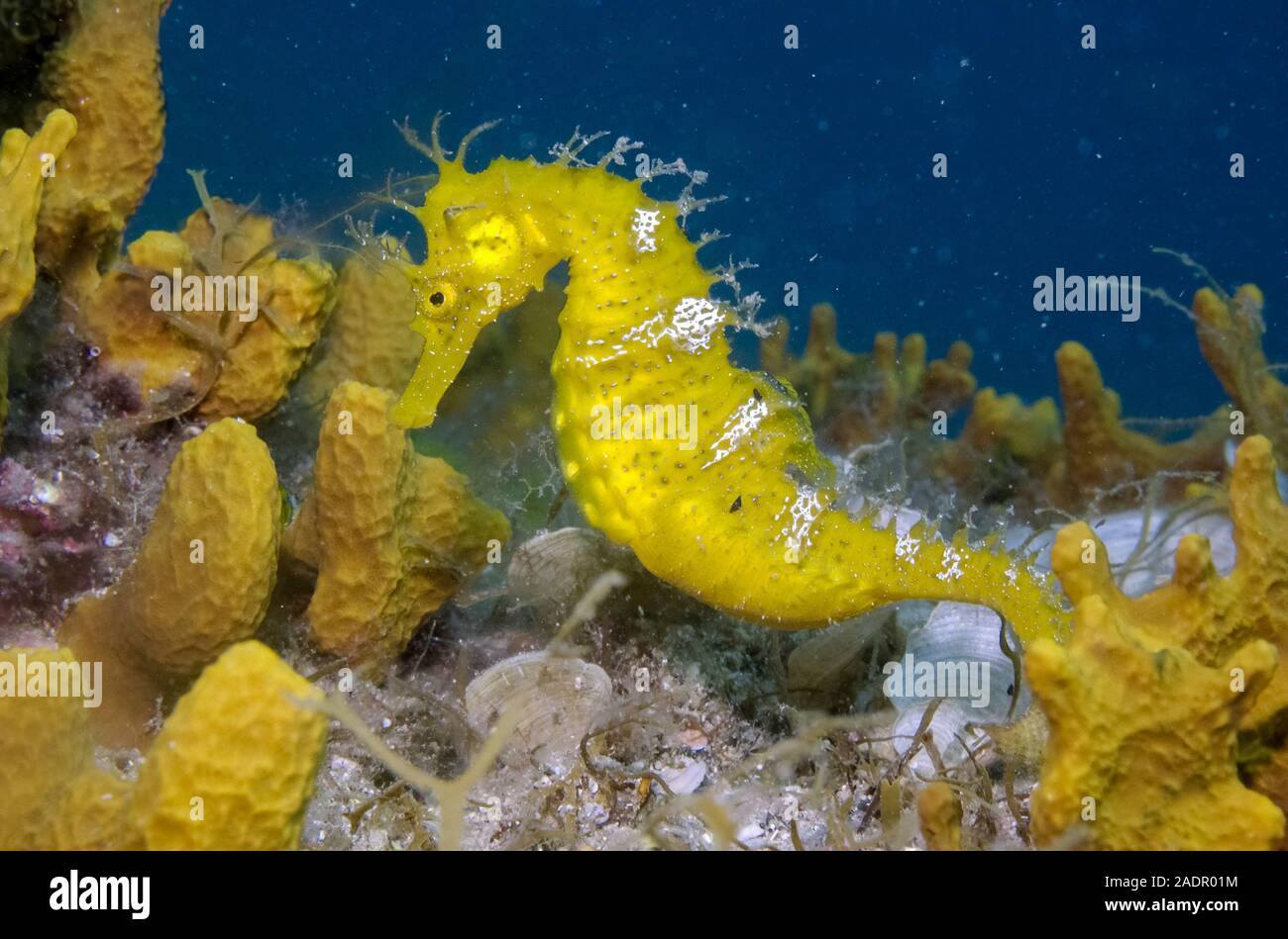 long-snouted seahorse, Hippocampus guttulatus, male, camouflaged among ...