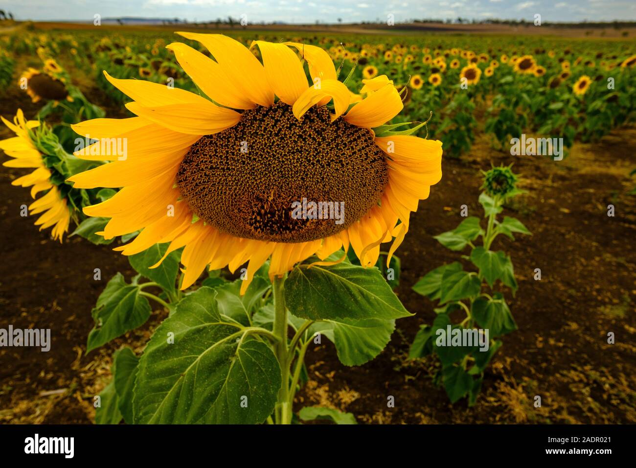 Sunflowers growing in the Southern Downs Stock Photo - Alamy