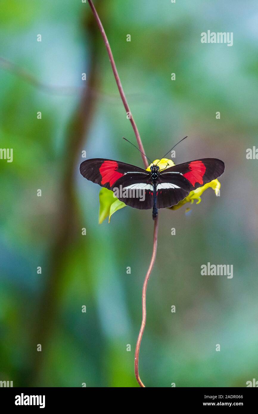 Argentina butterfly hi-res stock photography and images - Alamy
