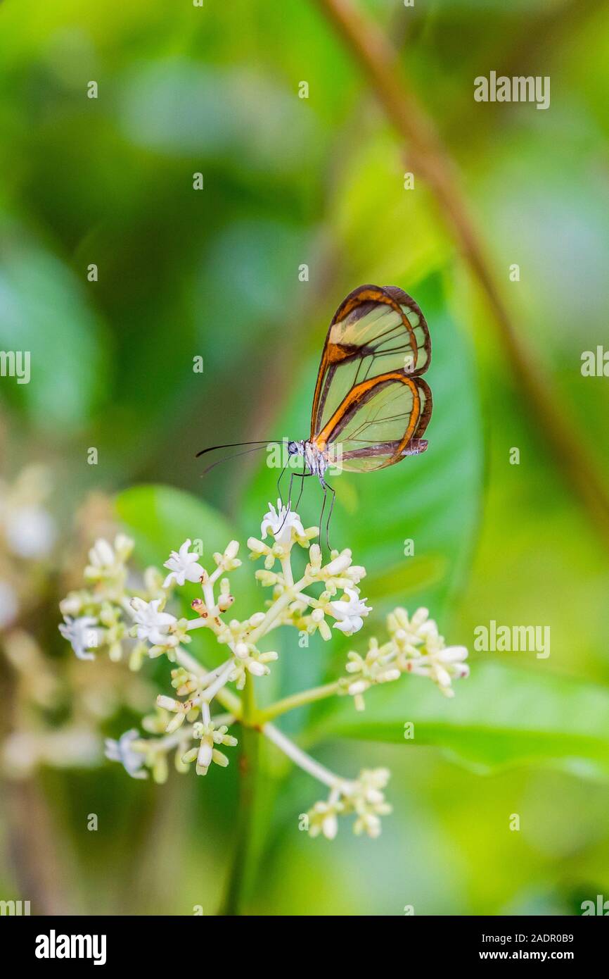 glasswing butterfly, Greta oto, feeding on the nectar of flowers by ...