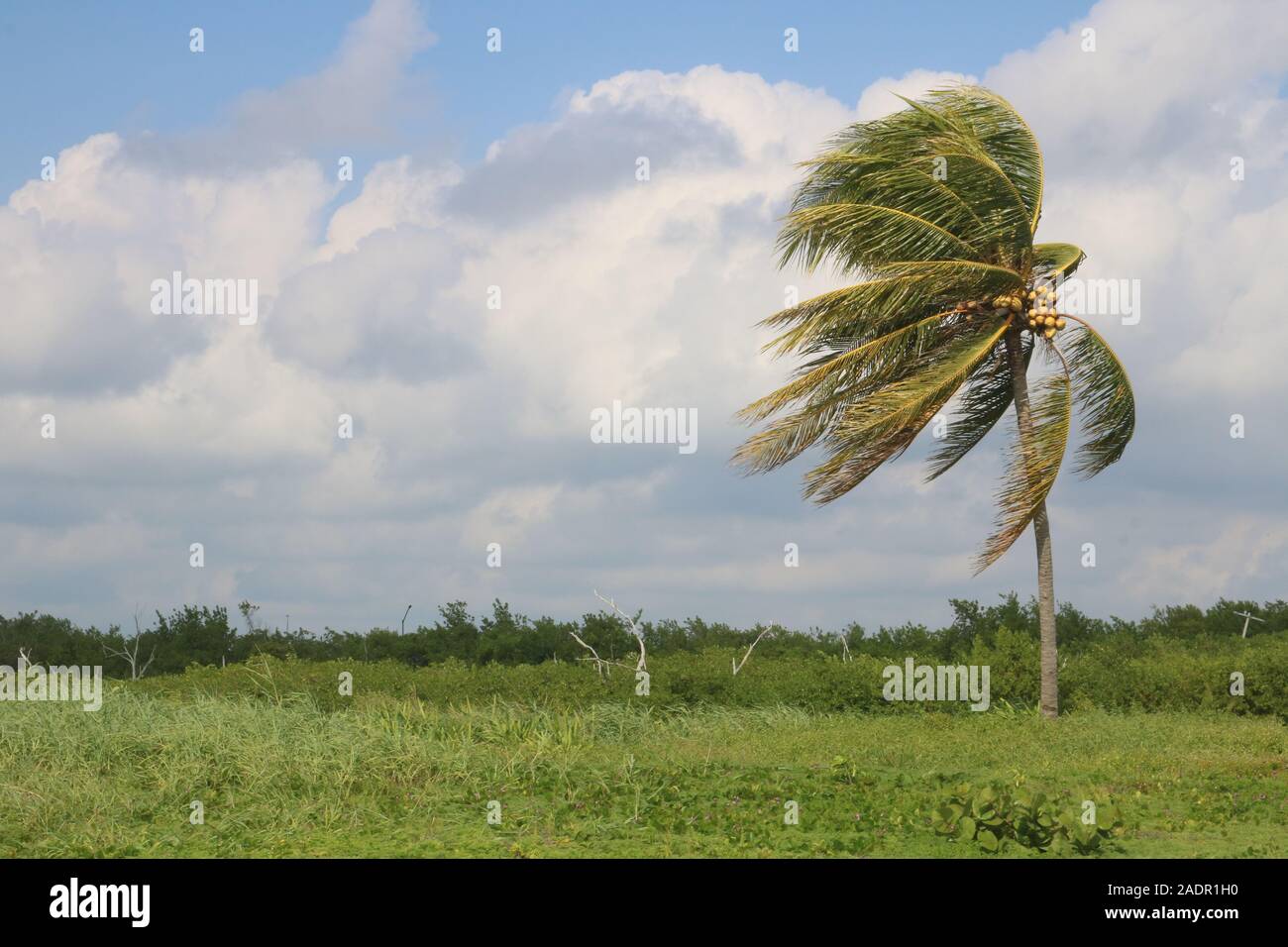 Palm tree in a field enduring strong winds with copy space Stock Photo ...