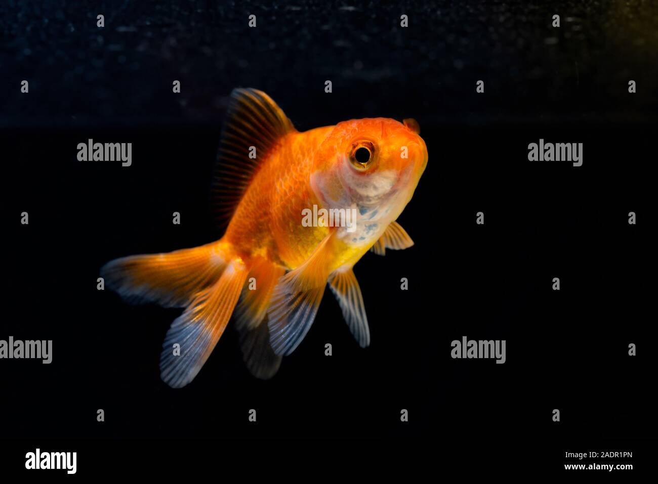 Gold fish or goldfish floating swimming underwater in fresh aquarium ...