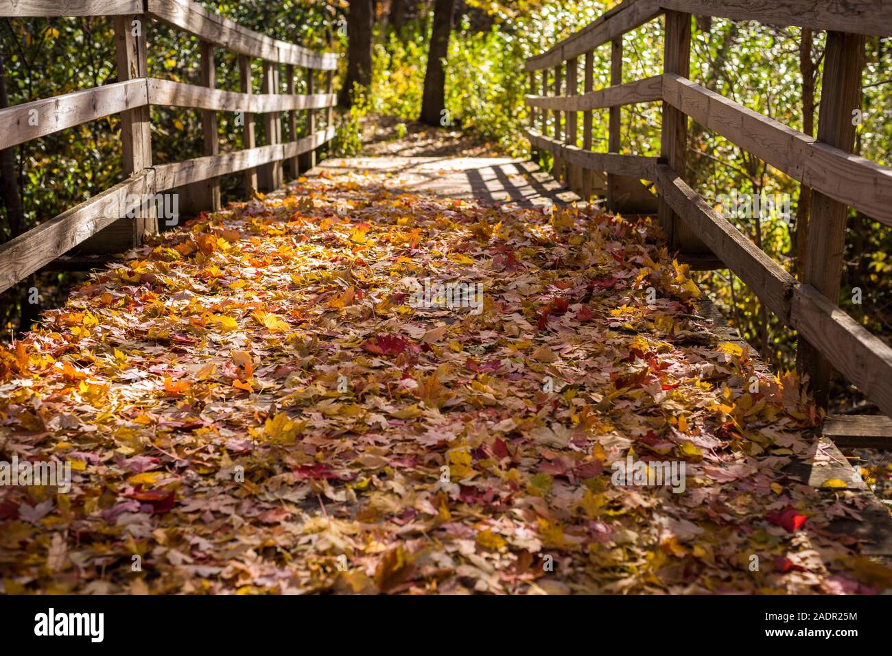 Covered by fallen autumn leaves hi-res stock photography and images - Alamy