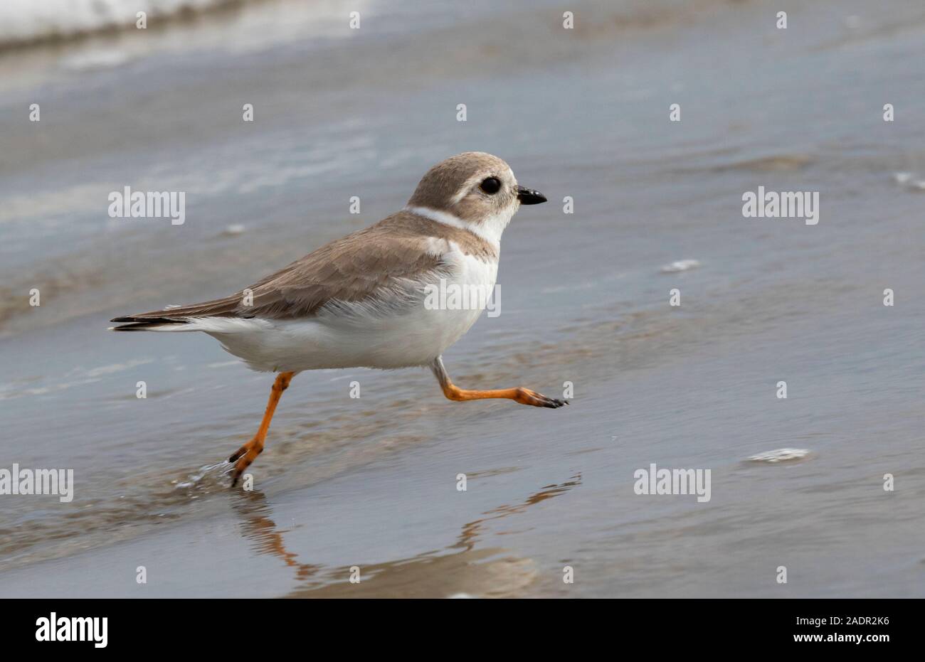 Piping plover (Charadrius melodus) running along the ocean coast ...
