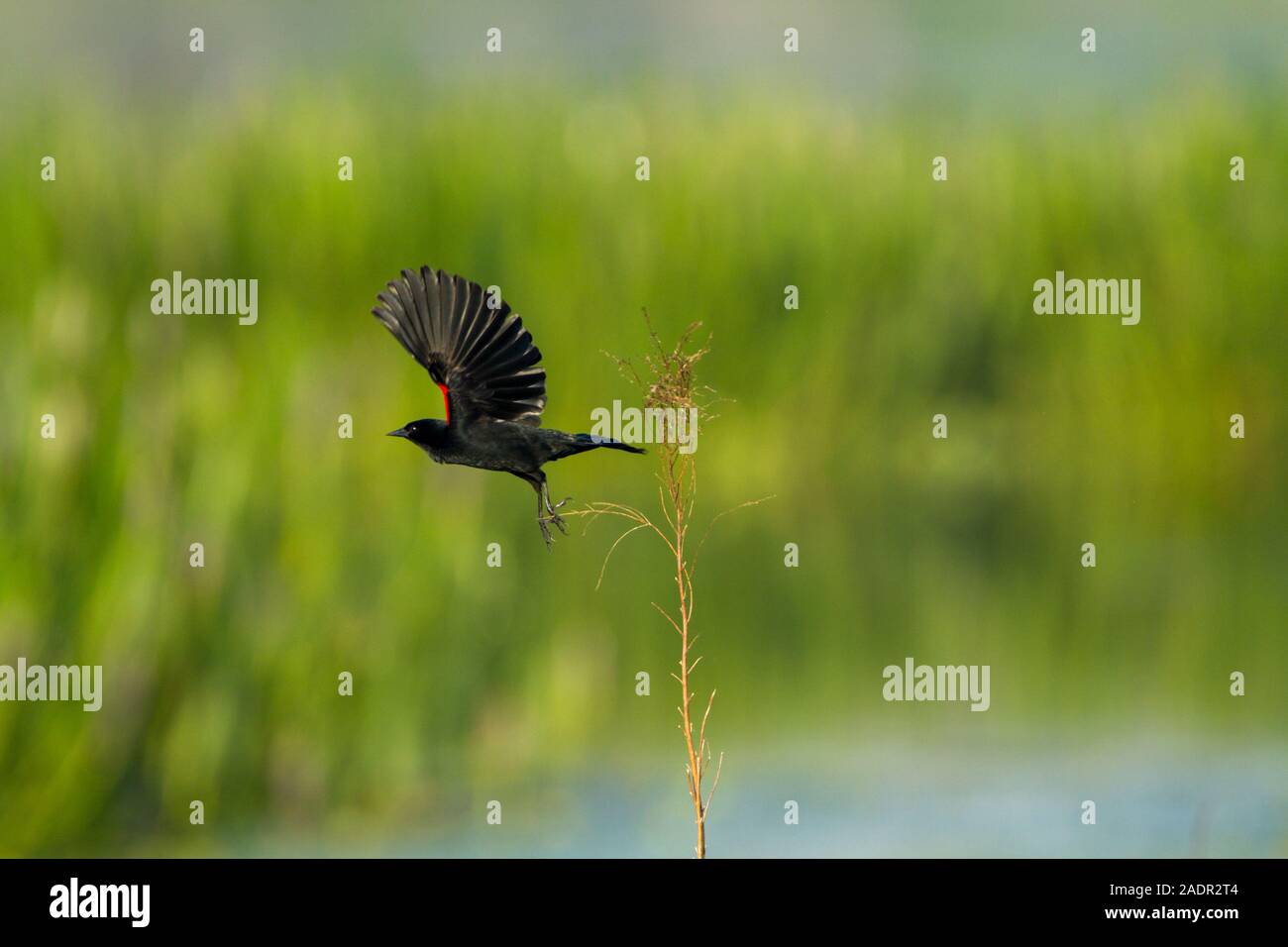 Red marsh nature reserve hi-res stock photography and images - Alamy