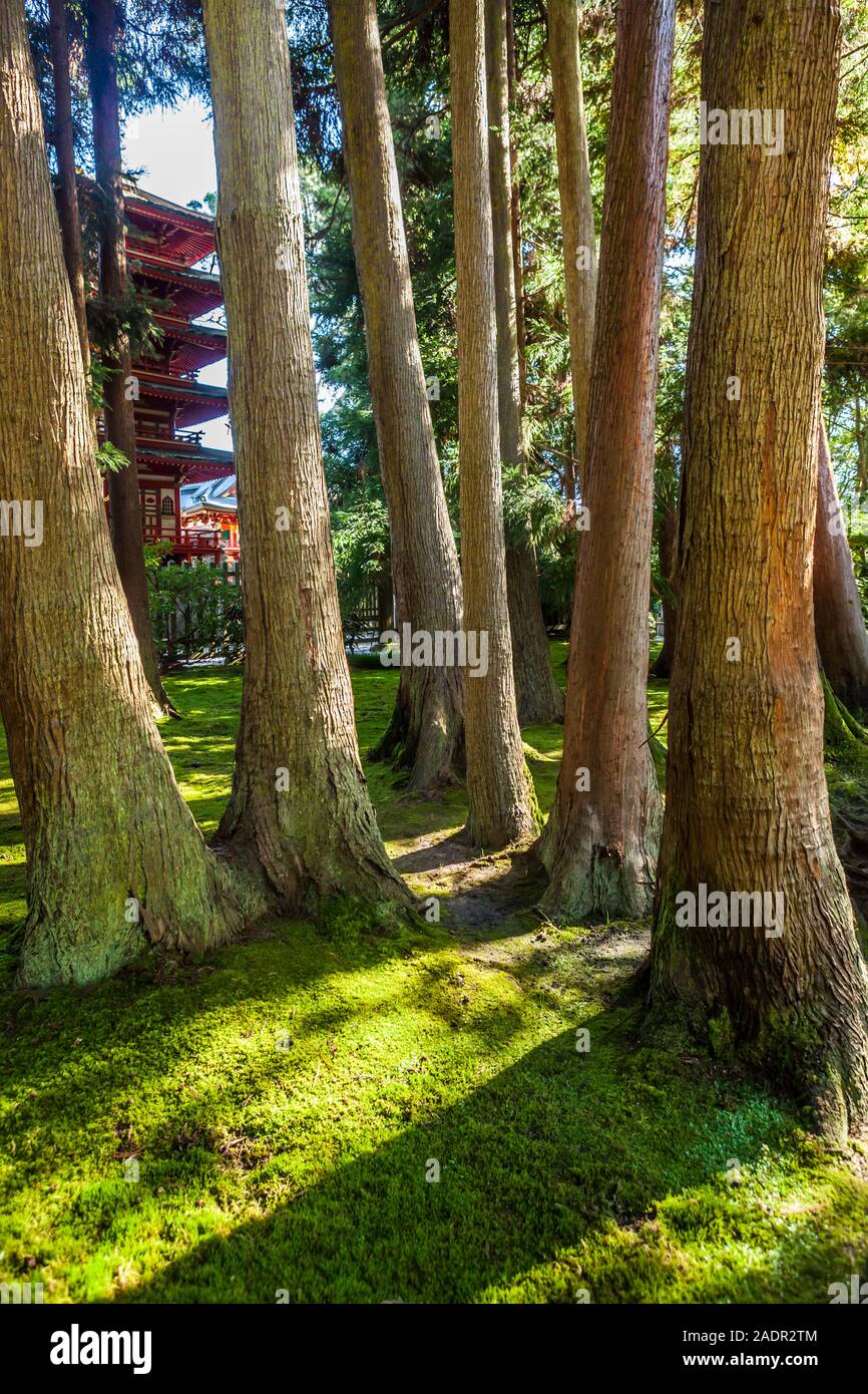 Tree trunks in the Japanese Gardens in Golden Gate Park, San Fransisco ...