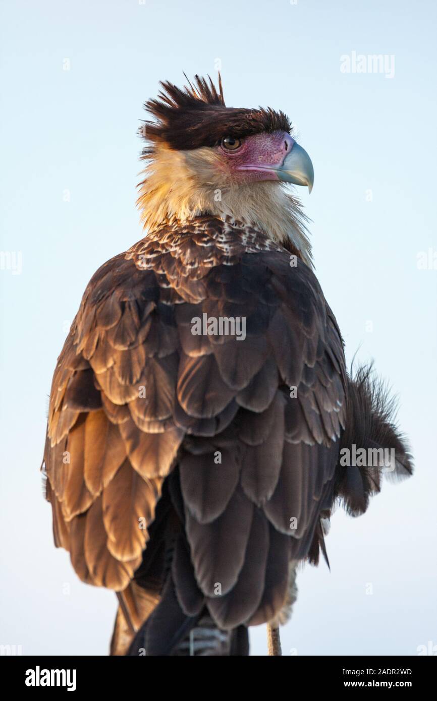 A juvenile Crested Caracara gets it's feathers ruffled in the wind ...