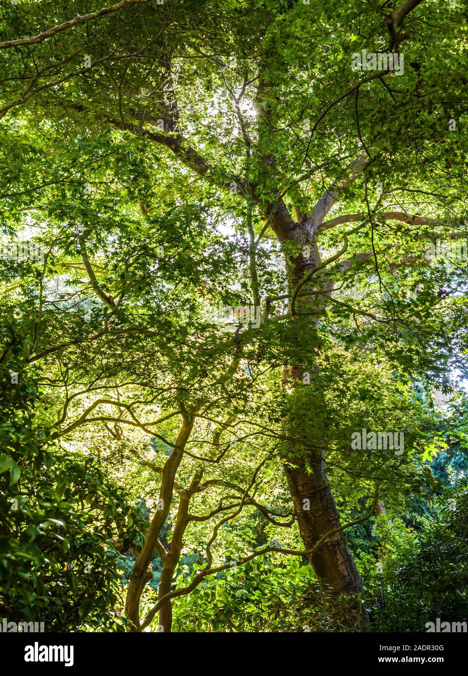 The tree canopy in a part of the Japanese Gardens in Golden Gate Park ...