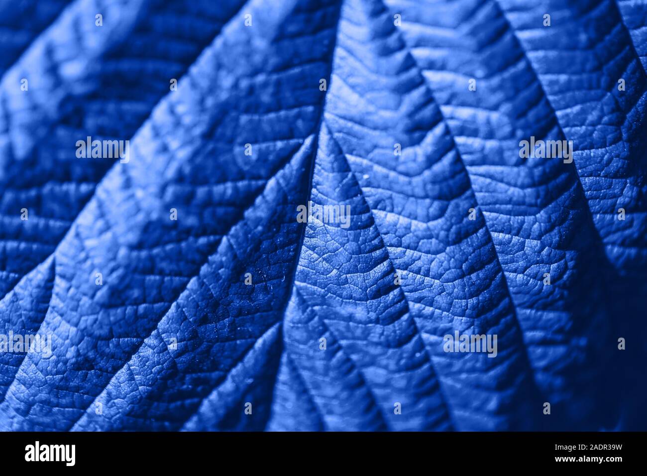 Texture of a classic blue leaf as background Stock Photo - Alamy