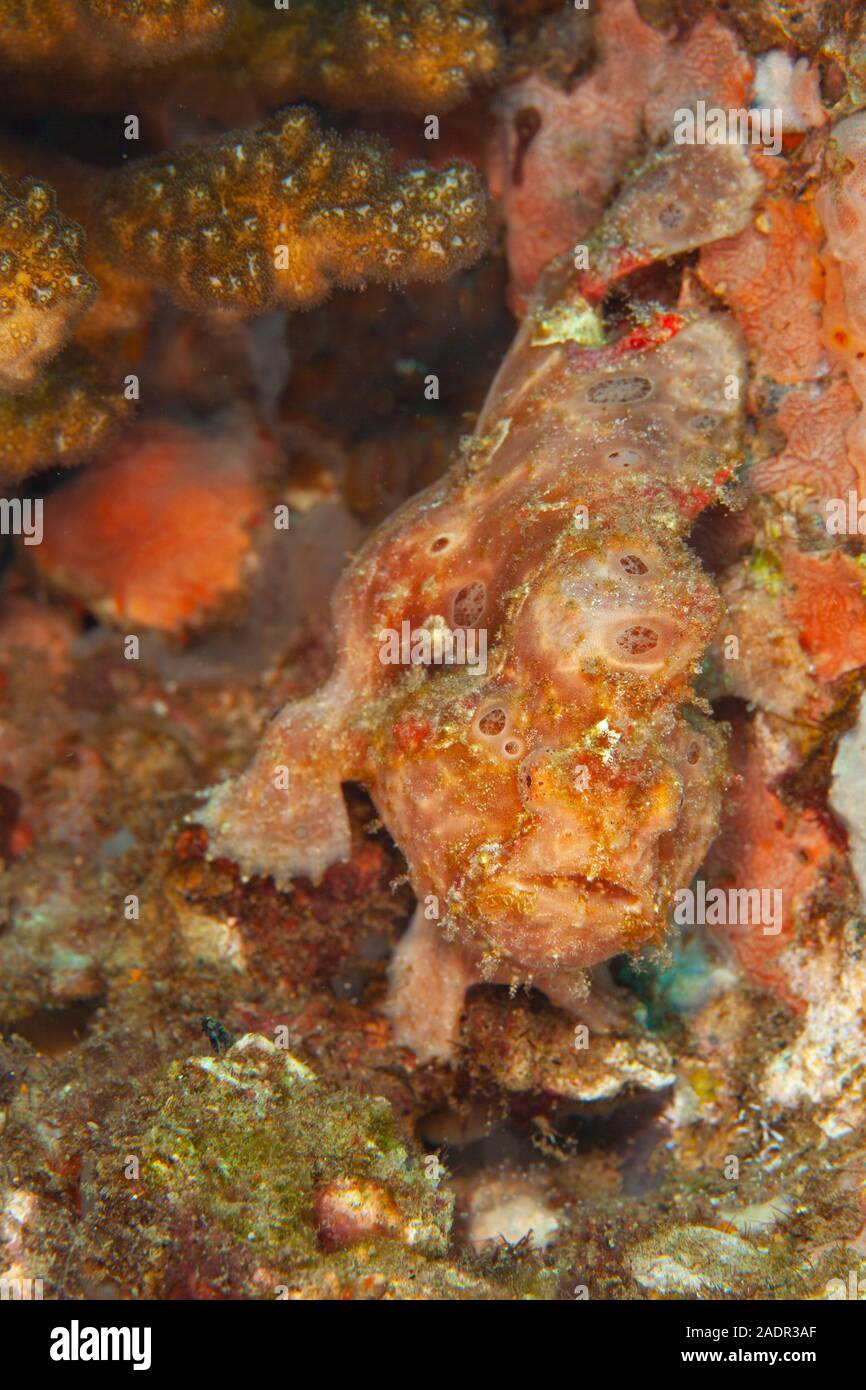 A Painted Frogfish undergoing the Pink Phase of its life,Dauin ...