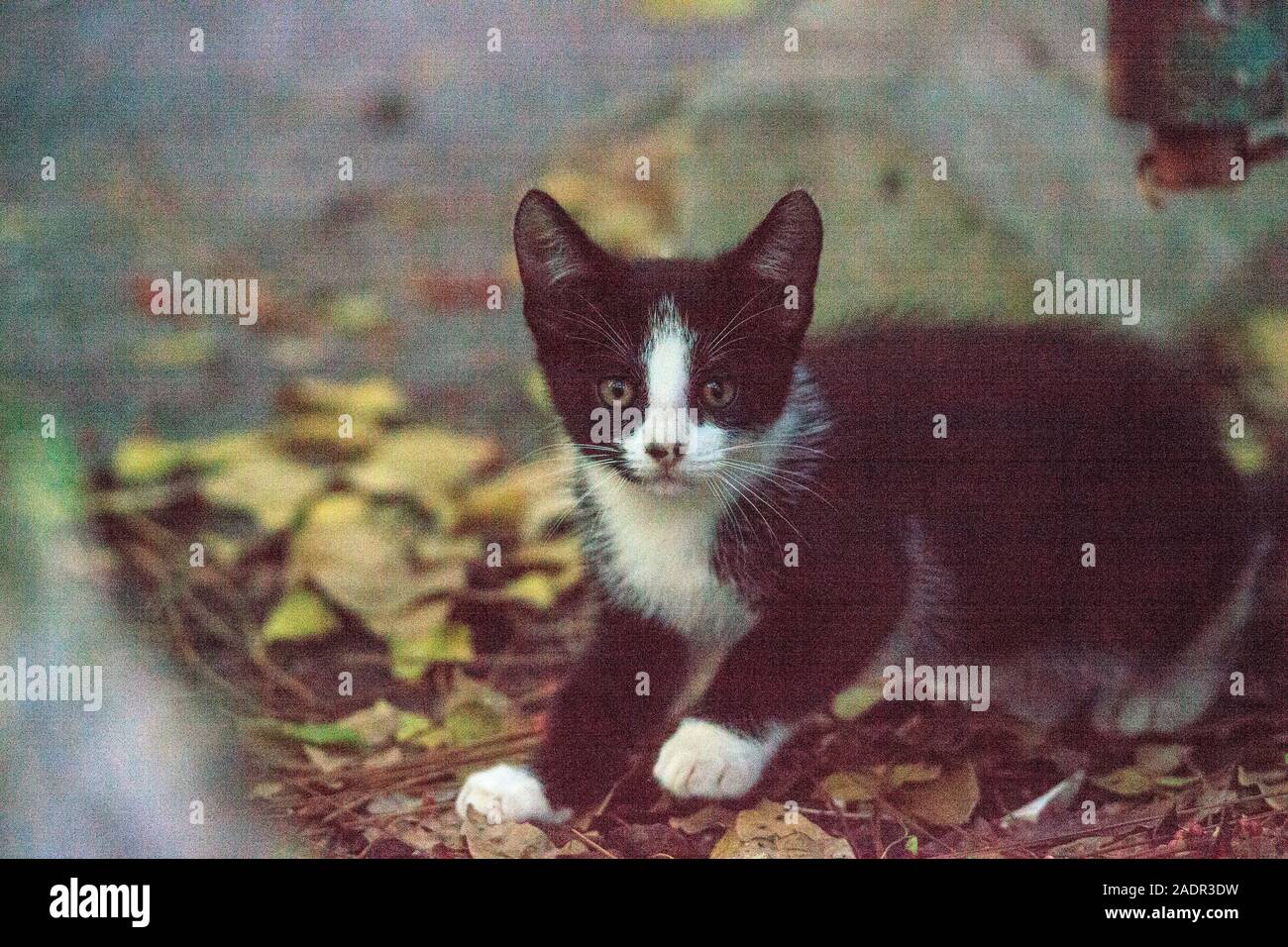 Baby creeps hi-res stock photography and images - Alamy