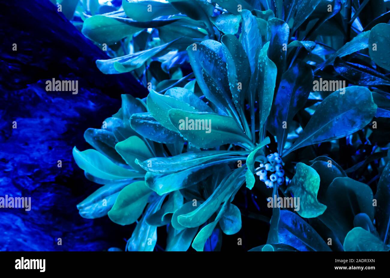 Seychelles Takamaka tree Stock Photo - Alamy