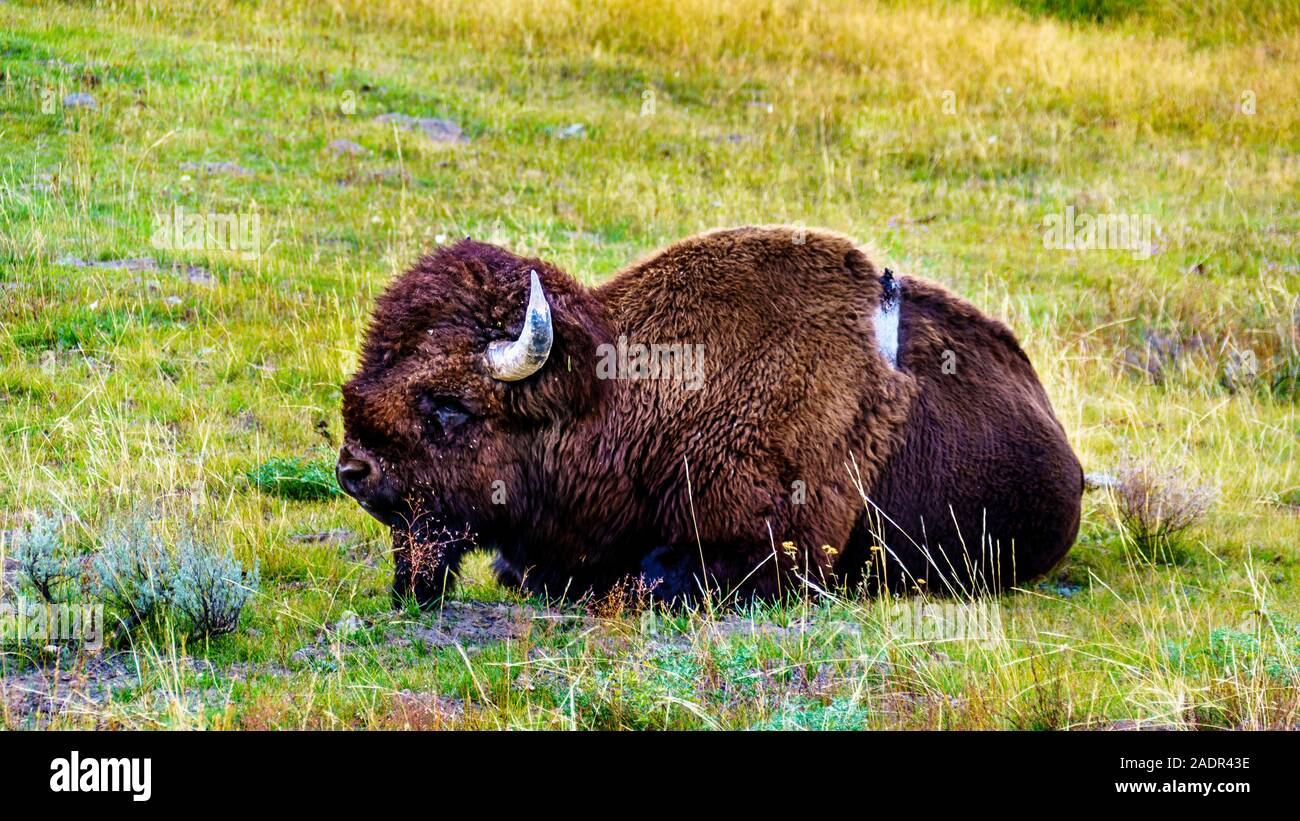 Yellowstone volcano animal hi-res stock photography and images - Alamy