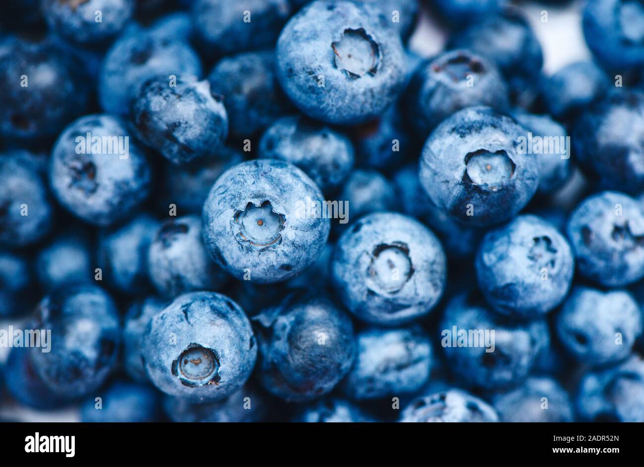 Close up view of freshly picked blueberries toned in color of the year ...