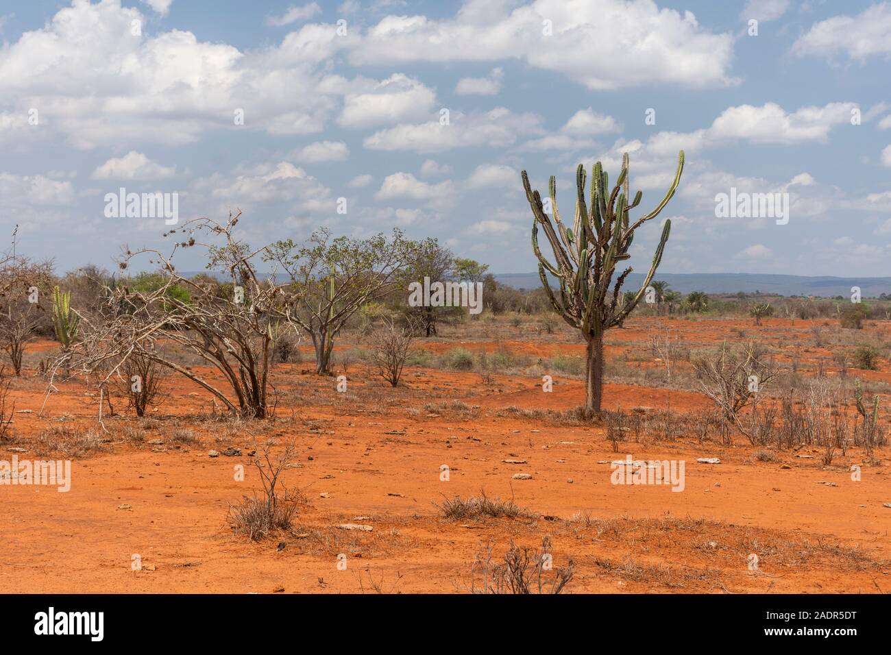 Dry scenario with cactus and desert landscape, Chapada Diamantina ...