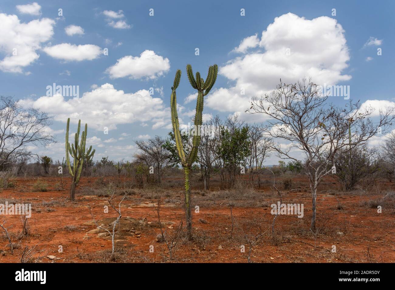 Dry scenario with cactus and desert landscape, Chapada Diamantina ...