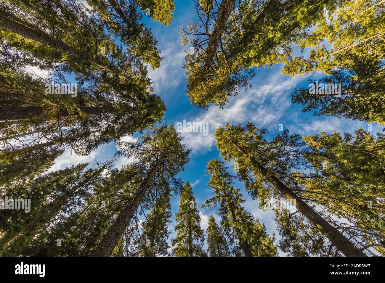 Mixed conifer forest hi-res stock photography and images - Alamy