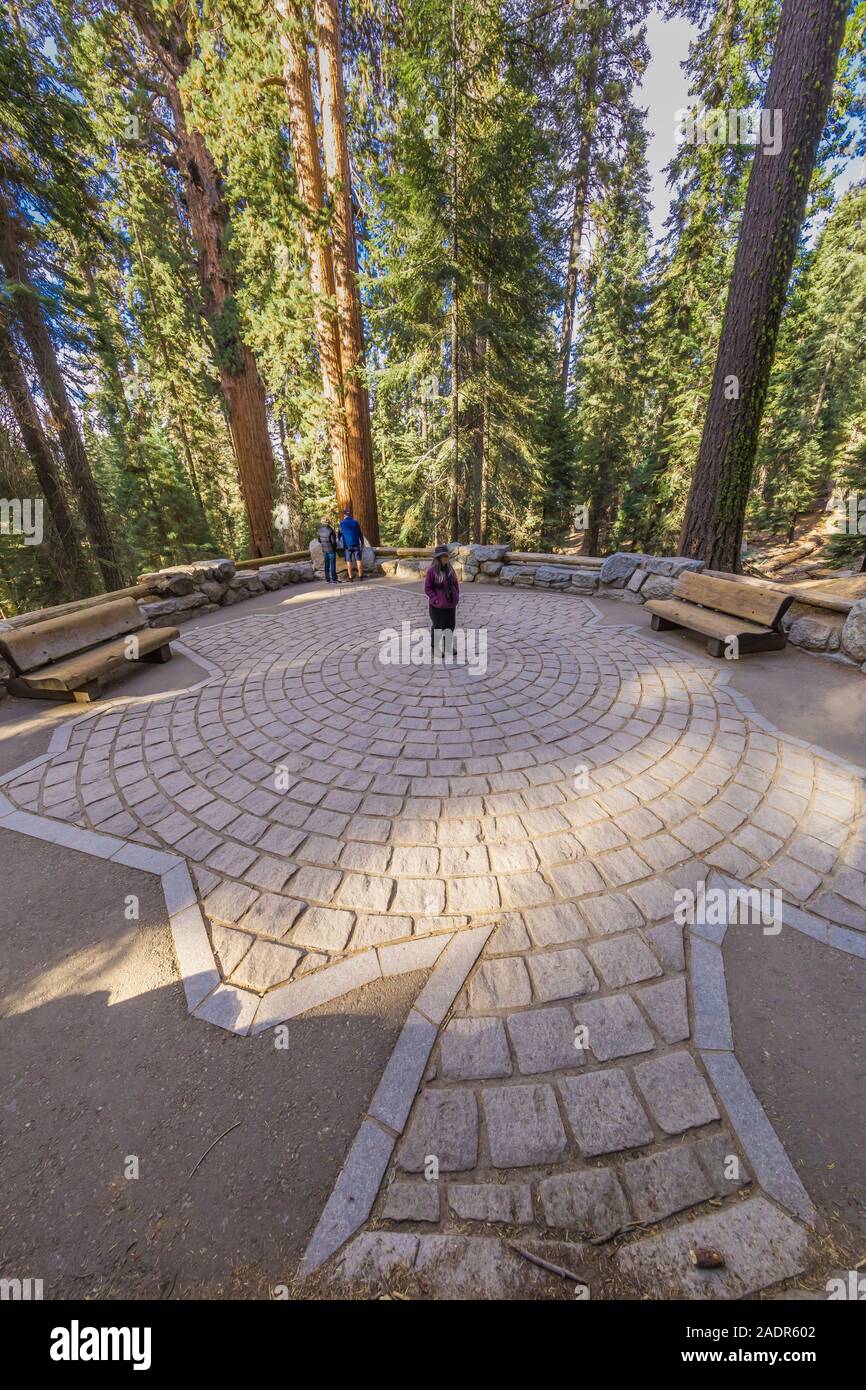 Design in trail to the General Sherman Tree, the largest tree in the ...