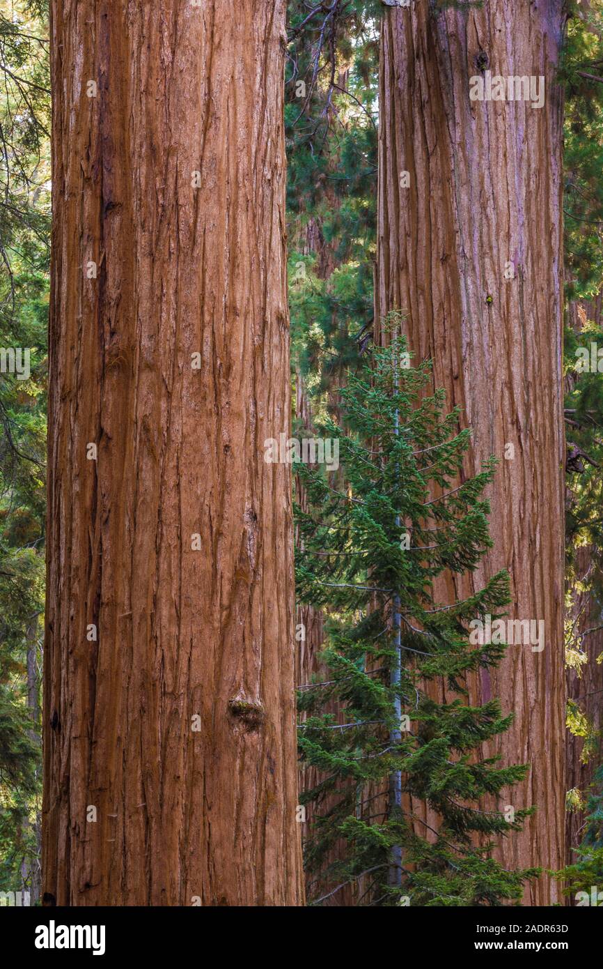 Giant Sequoia, Sequoiadendron giganteum, grove along the Giant Forest ...