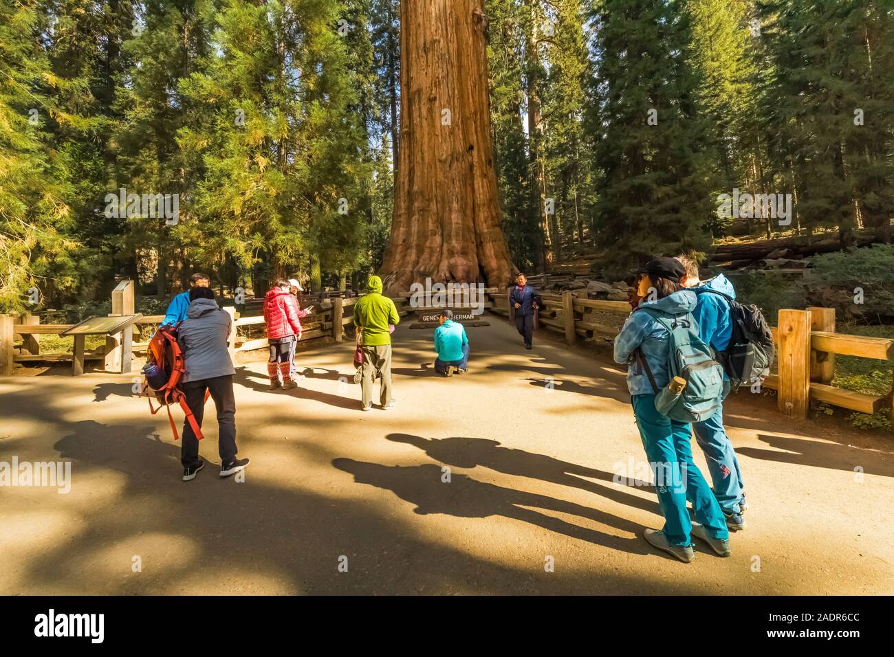 Visitors at the General Sherman Tree, the largest tree in the world, in ...