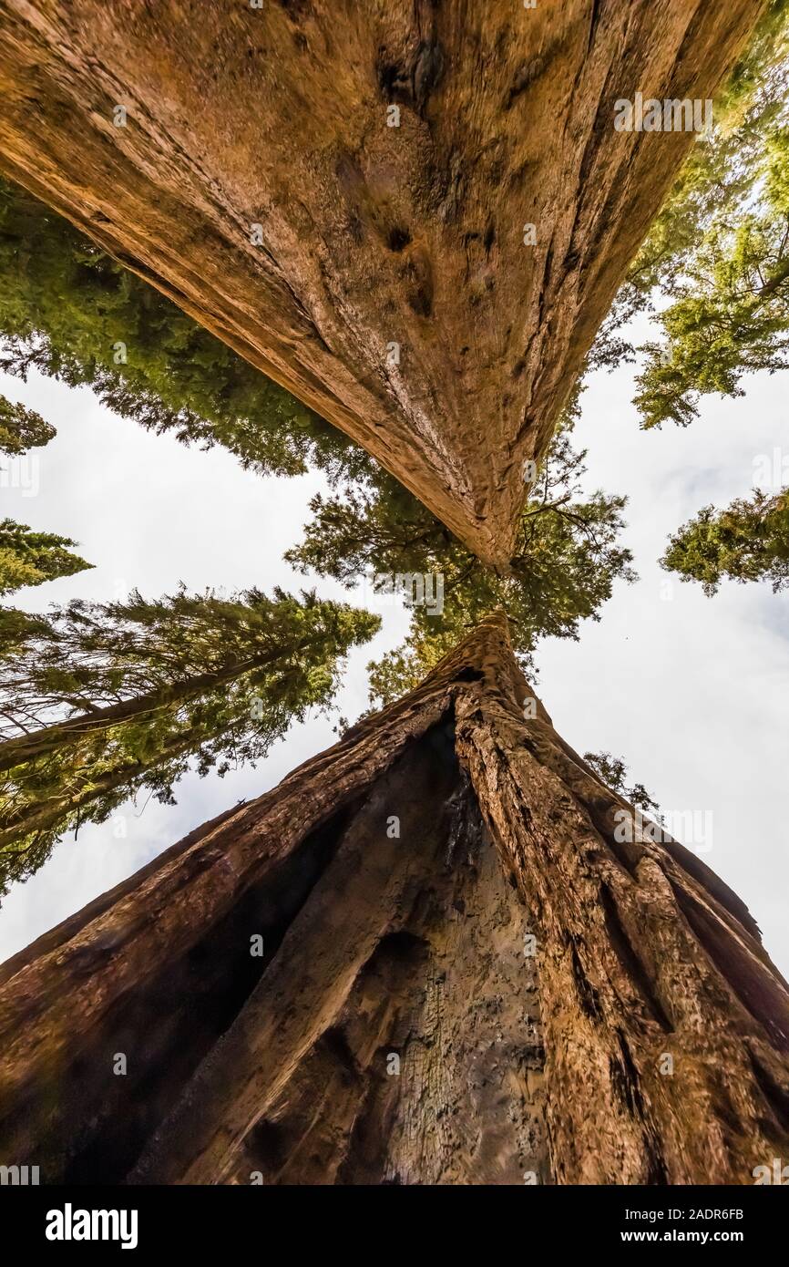 Giant Sequoia, Sequoiadendron giganteum, along the Giant Forest trails ...