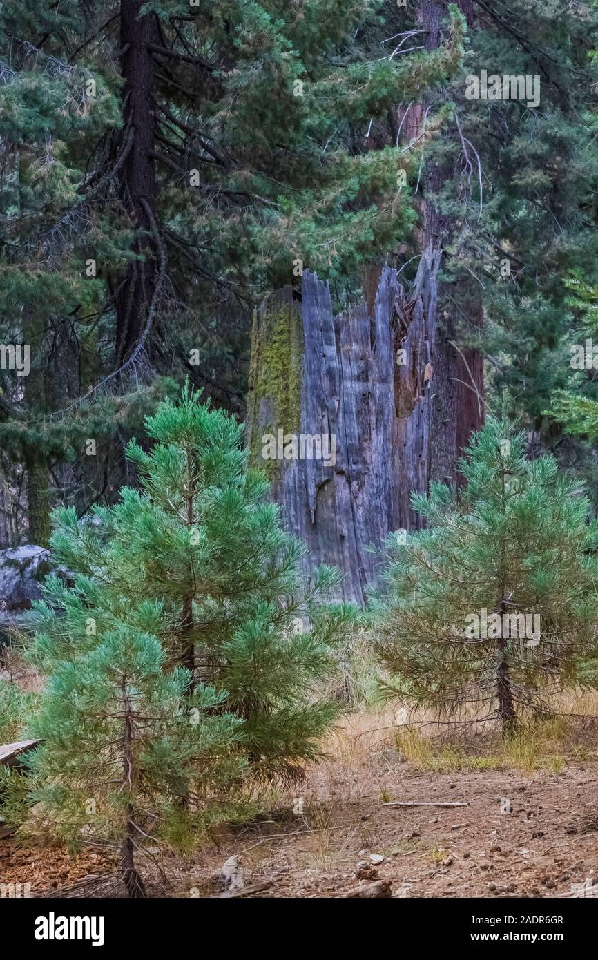 Giant sequoia sapling hi-res stock photography and images - Alamy