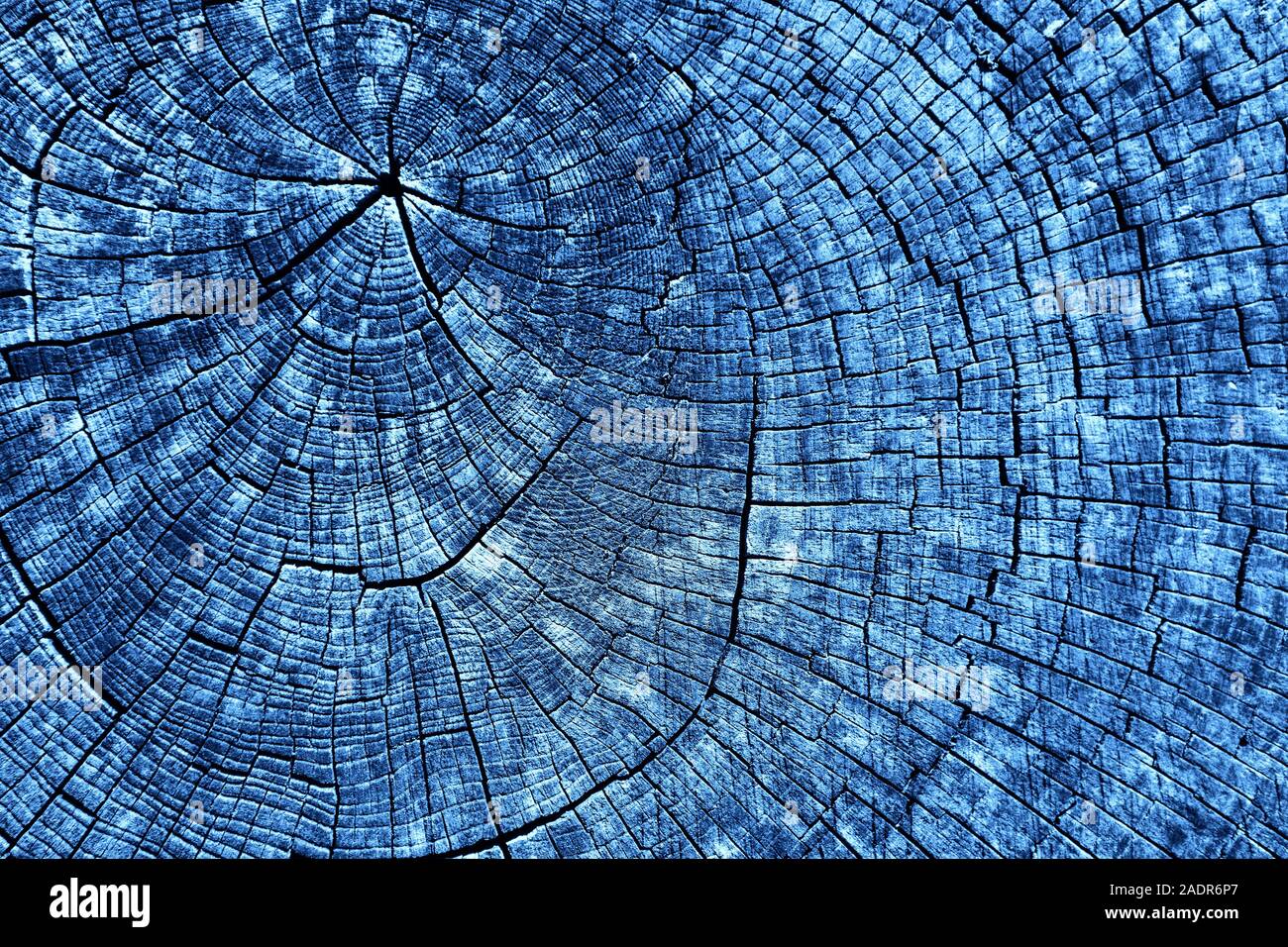 Wood texture of cut tree trunk, close-up Stock Photo - Alamy