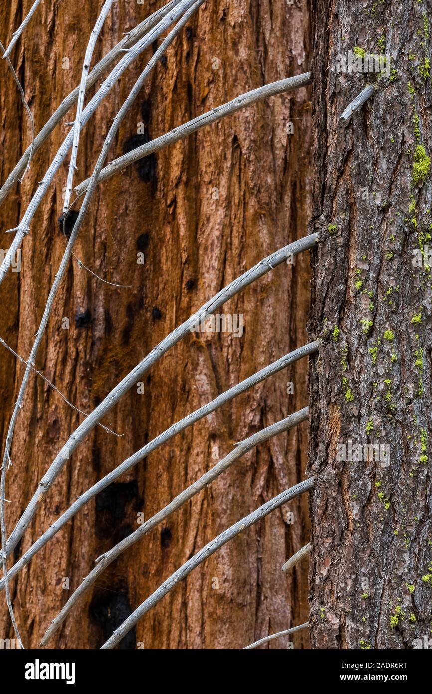 Giant sequoia tree branches hi-res stock photography and images - Alamy