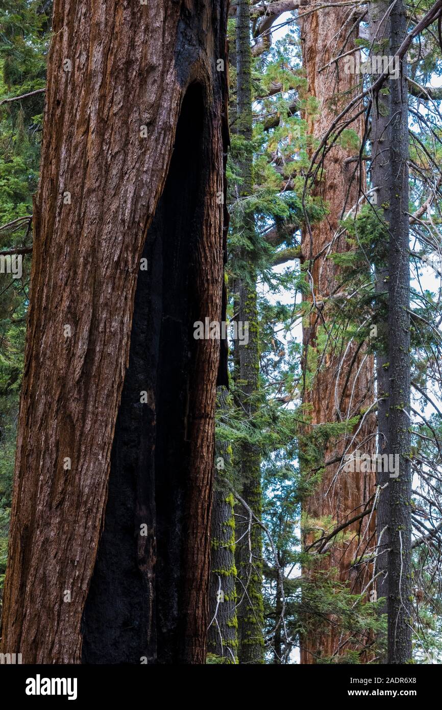 Giant Sequoia, Sequoiadendron giganteum, along the Giant Forest trails in the General Sherman ...