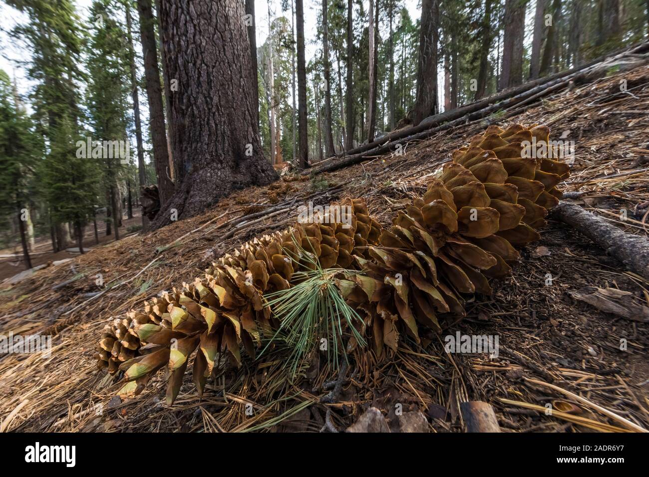 Western White Pine, Pinus monticola, cones in the Sherman Tree area of ...